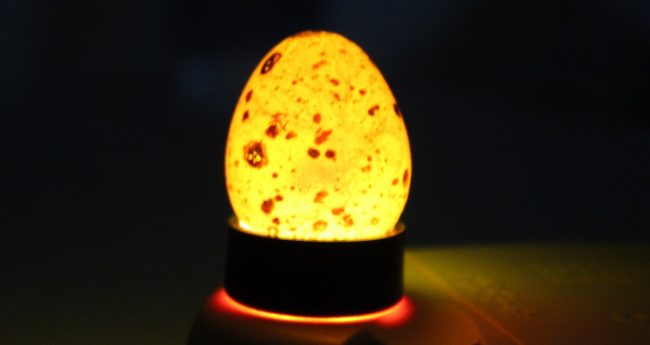 Startseite | Wachtel Wissen